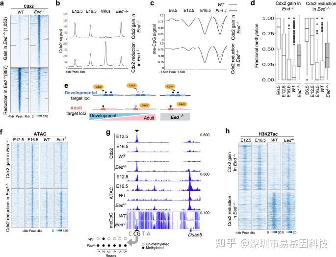 易基因：WGBS+ChIP-seq技术揭示Cdx2转录因子在发育与稳态中的动态结合机制｜NC/IF14.7 - 知乎