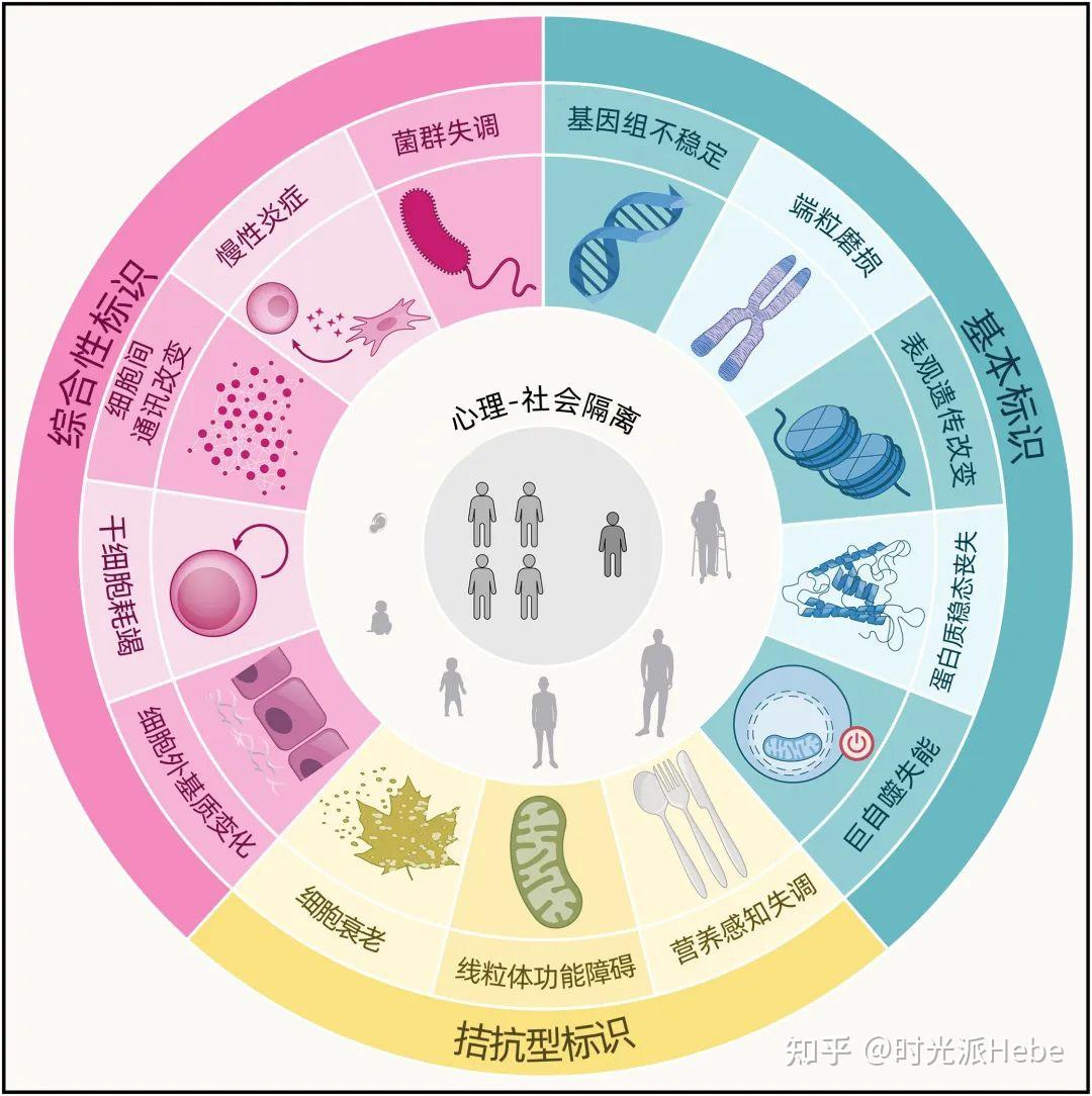 《Cell》：首次创新性提出14大衰老标志+衰老基因！ - 知乎