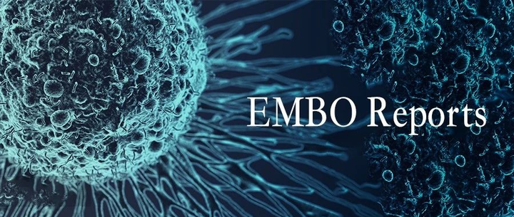 EMBO Rep | 中国科学技术大学王毅团队揭示CCNE2乳酸化修饰促进肝细胞癌进展的新机制 - 知乎
