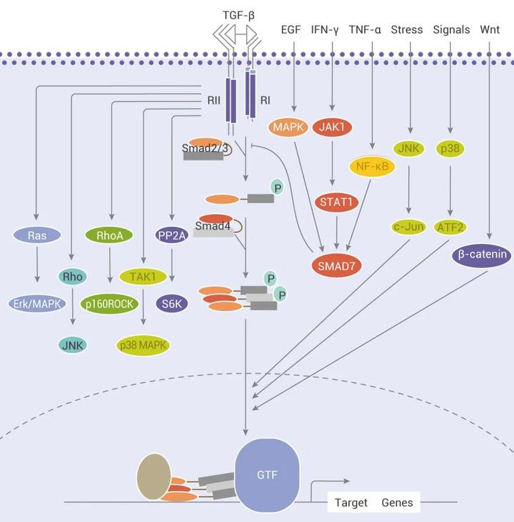 TGF-β信号通路与心血管疾病 - 知乎