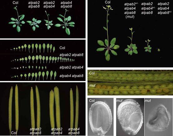 高分案例 | Poly(A)-seq技术有效且高质量解决mRNA尾研究的问题 - 知乎