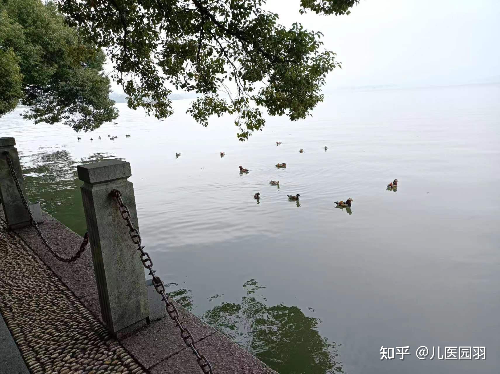 噬血细胞综合征的新药：伽密芬（Emapalumab，依马利尤单抗注射液） - 知乎