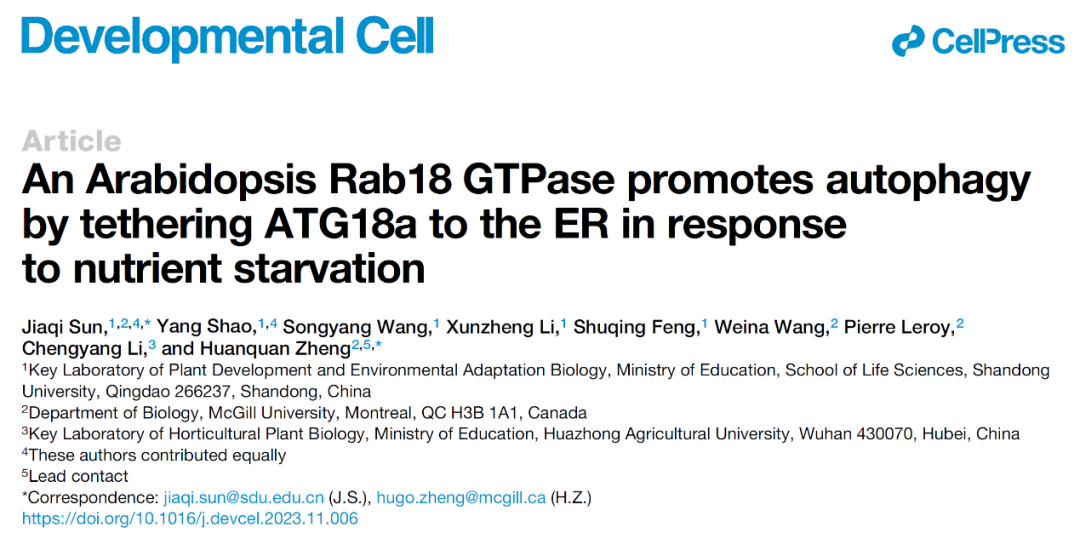 Developmental Cell | 山东大学孙佳琦团队合作揭示RABC1蛋白在营养匮乏条件下调控植物自噬的机制 - 知乎
