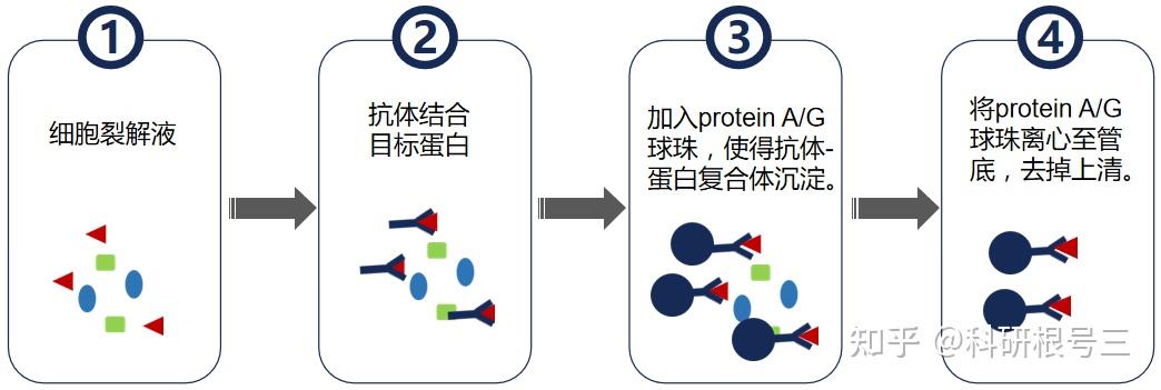 IP、co-IP、pulldown三者的差别有哪些呢？ - 知乎