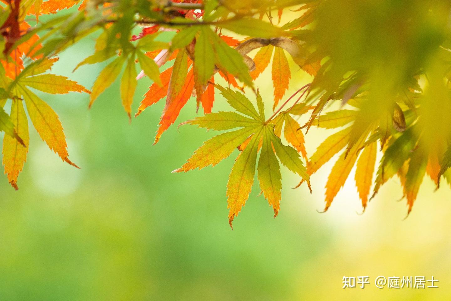 索尼70-350g综合体验(多图) - 知乎