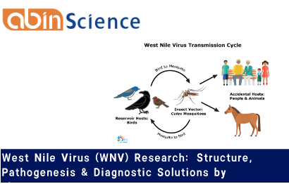 西尼罗病毒 (WNV) 研究：结构、致病机制与研究抗体工具详解 - abinScience - 知乎
