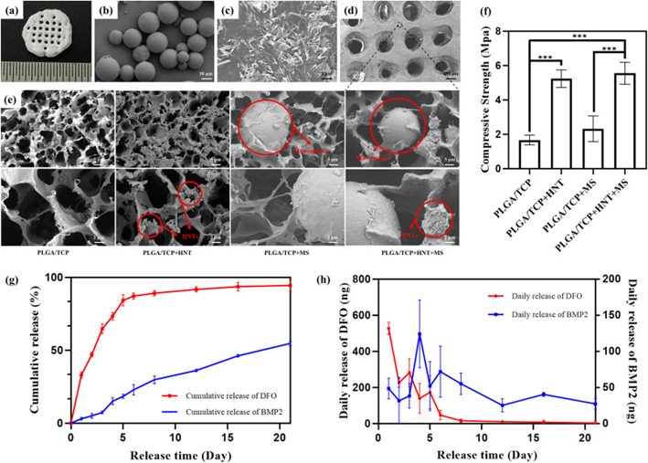 清华大学利用SUNPBP11低温沉积3D打印构建促血管化骨再生的多机制药物控释支架体系 - 知乎