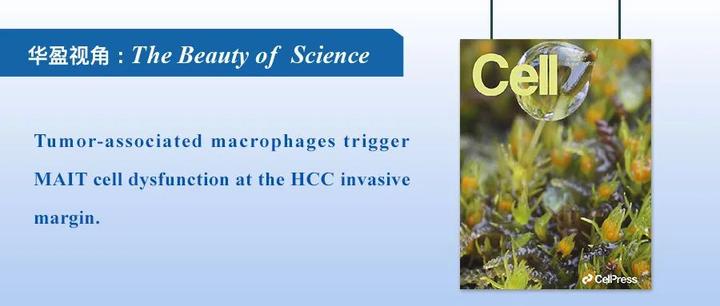 Cell：PhenoCycler-Fusion空间单细胞蛋白组学（简称PCF,原CODEX）揭秘肝细胞癌中的细胞互作机制 - 知乎