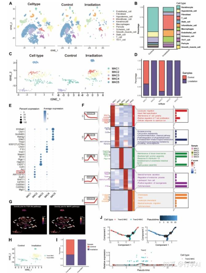 IF:10.7，1区Q1，Research(Wash D C)：TREM2缺失调控放射性皮肤损伤中巨噬细胞的凋亡与修复功能 - 知乎