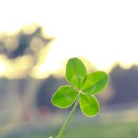 BSA分析-mutmap-学习笔记 - 知乎