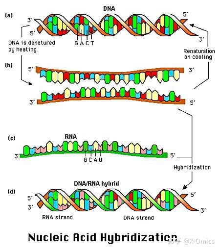 DNA桥接什么意思? - 知乎