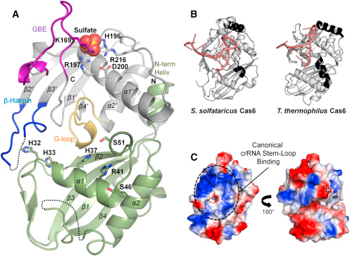 逆转录酶Cas1融合蛋白的Cas6结构域为CRISPR RNA生物发生和RNA间隔区获取所必需 - 知乎