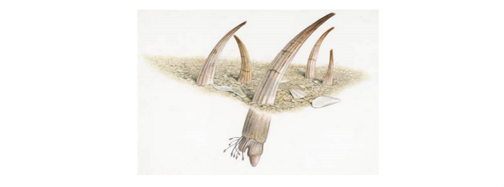 【Evolution of Scaphopoda】Tusk Shells - 知乎