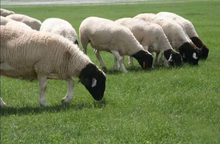 可爱的羊尾巴 - 知乎