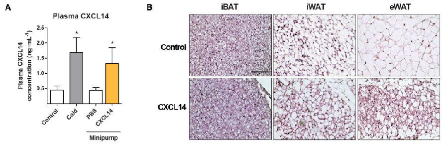 您了解CXCL14吗？——权威Cell Metabolism 为您答疑 - 知乎