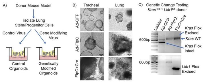 Methods Mol Biol | 利用三维培养技术扩增遗传修饰的肺类器官 - 知乎