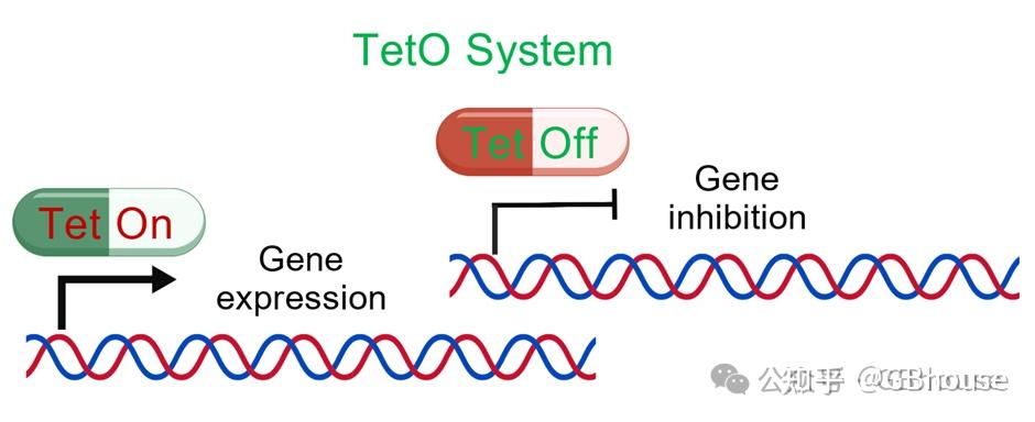 NCB|看Cohesin如何介导DNA双链断裂末端连接 - 知乎