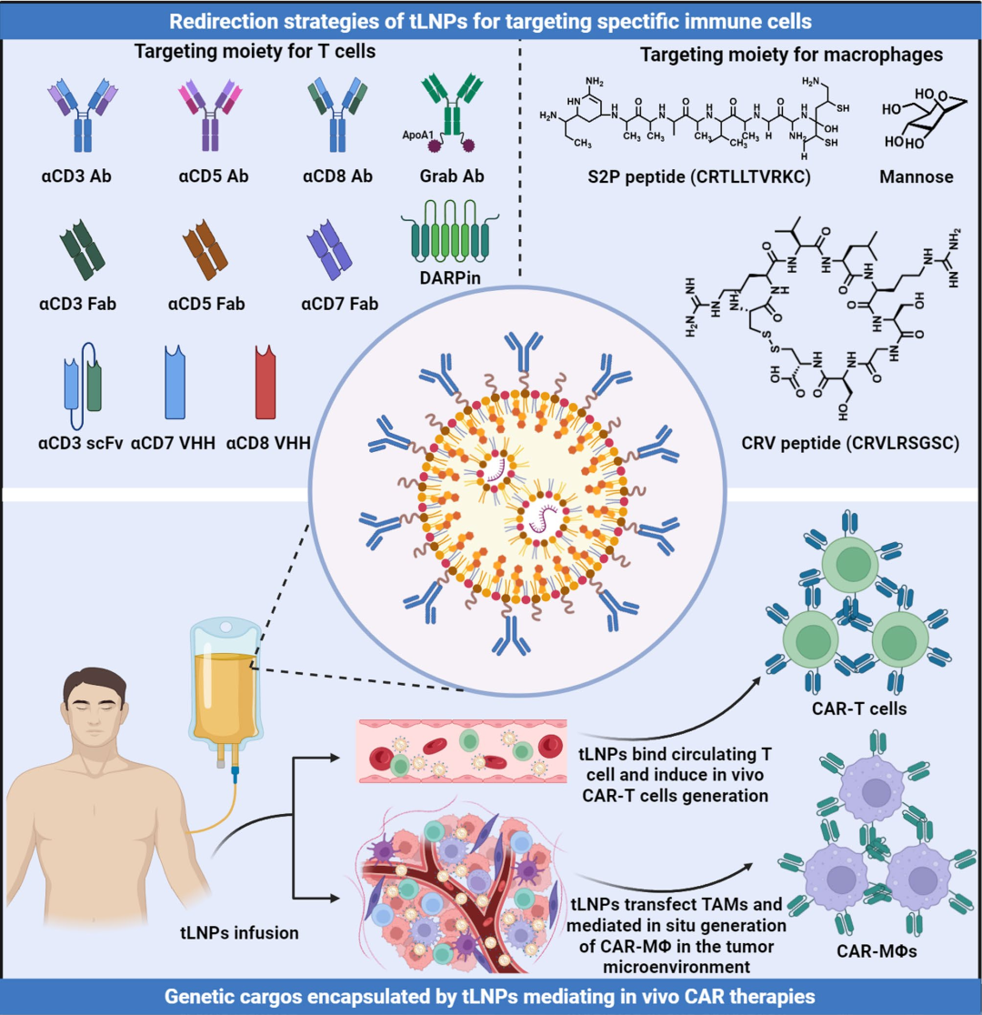 从 In Vitro Car T 到 In Vivo Car T：car T细胞疗法的范式转变、优势与未来展望 知乎