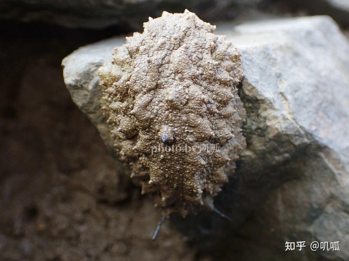 福建有哪些特色美食推荐？ - 知乎