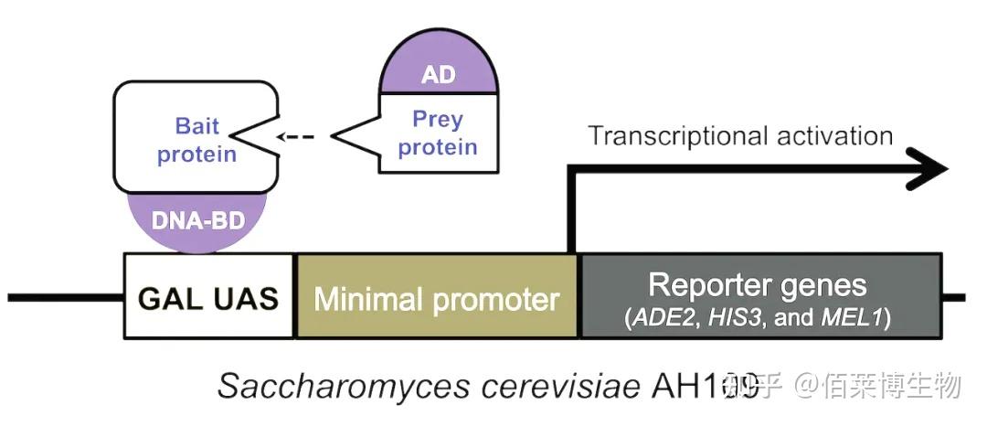 酵母核体系双杂交（Y2H）验证实验 - 知乎