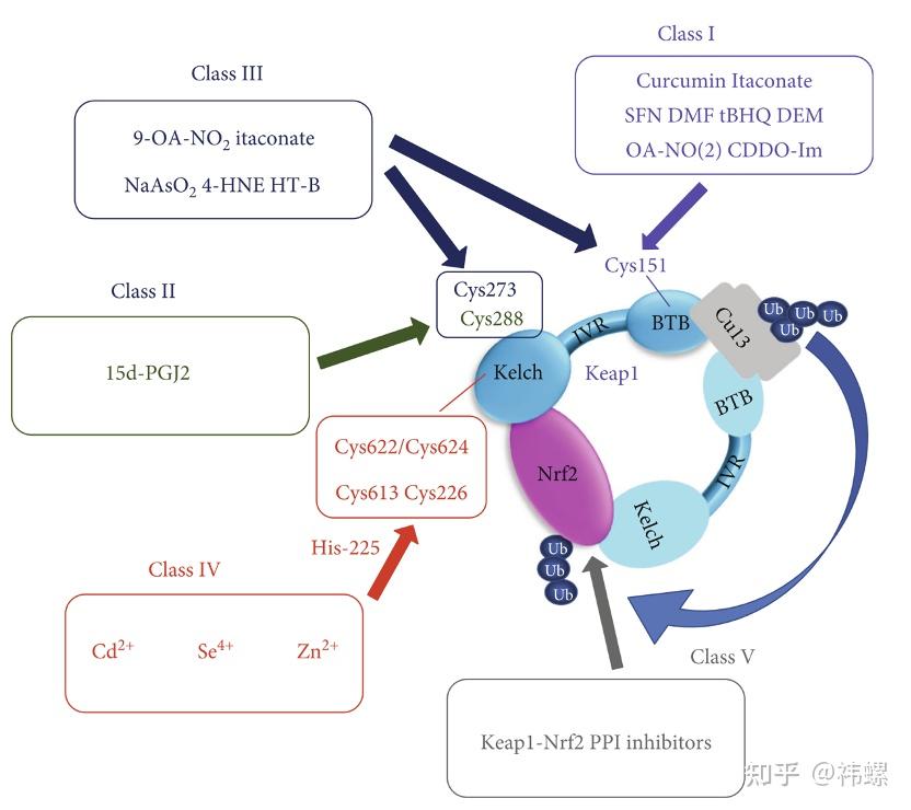 KEAP1‐NRF2相关综述-1 - 知乎