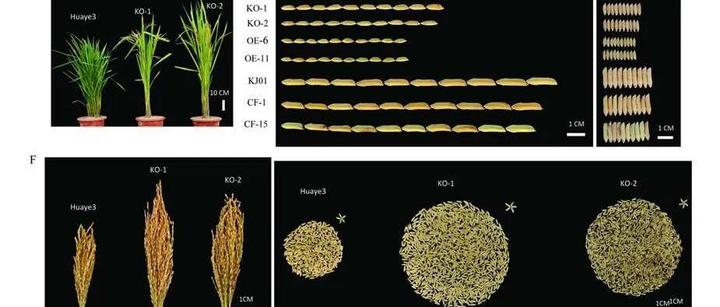 【Plant Physiol】野生稻基因GSW3的自然等位基因变异可调节水稻籽粒长、宽和千粒重 - 知乎