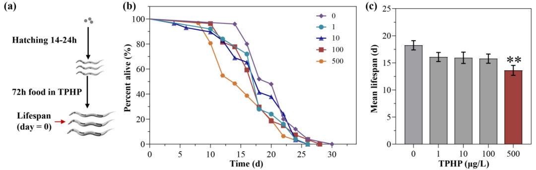 【派森诺项目文章】IF13.6！转录组学助力探究磷酸三苯酯(TPHP)诱导秀丽隐杆线虫生殖毒性的分子机制 - 知乎