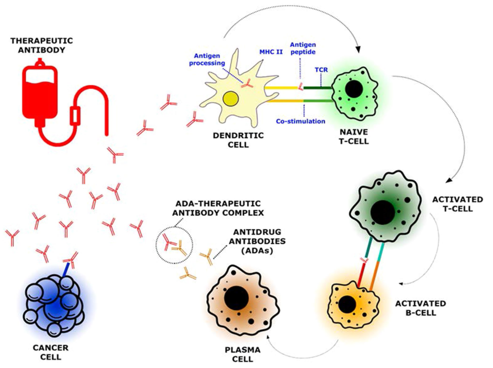治疗性抗体的抗药抗体（ADA）“面面观” - 知乎