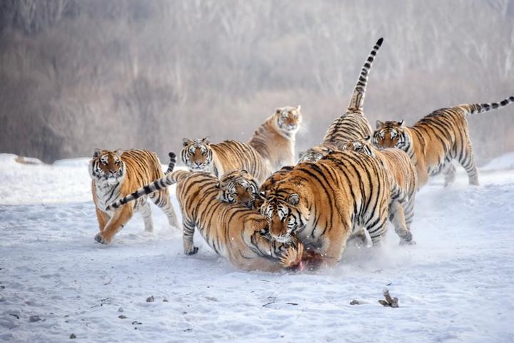 2023：Rewilding - 知乎