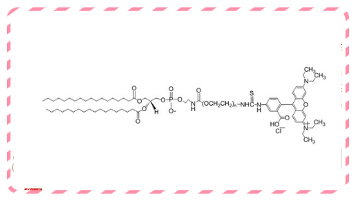 Rhodamine-PEG-DSPE，DSPE-PEG-RB，磷脂PEG罗丹明用于追踪红色荧光 - 知乎