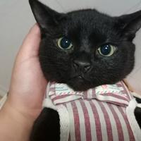 ANT8110功率3W-ClassD全差分输入单声道音频功放 - 知乎