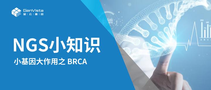 NGS小知识 ‖ 小基因大作用之BRCA - 知乎