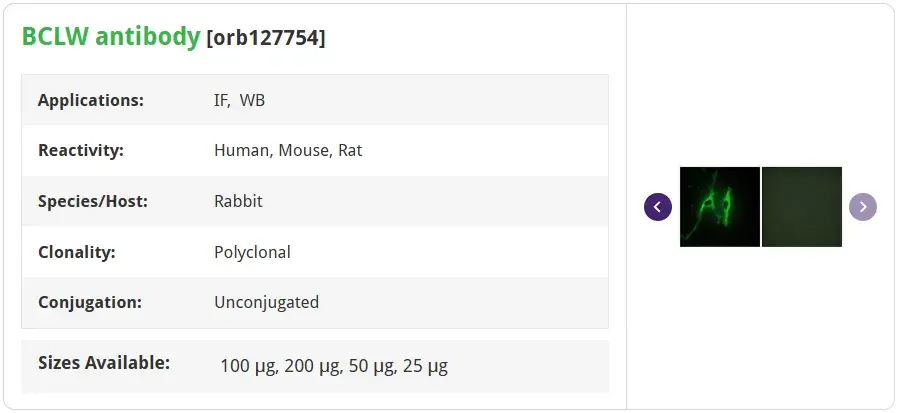 什么是B细胞淋巴瘤2 (Bcl-2)？ - 知乎