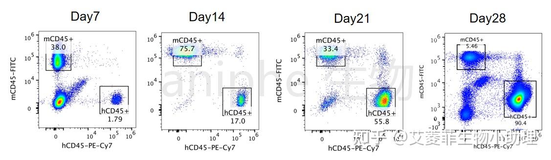 什么是免疫治疗中的huPBMC人源化小鼠模型？ - 知乎