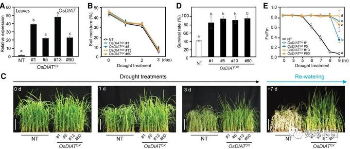 【Plant Physiol】干旱诱导的支链氨基酸氨基转移酶可增强水稻的耐旱性 - 知乎