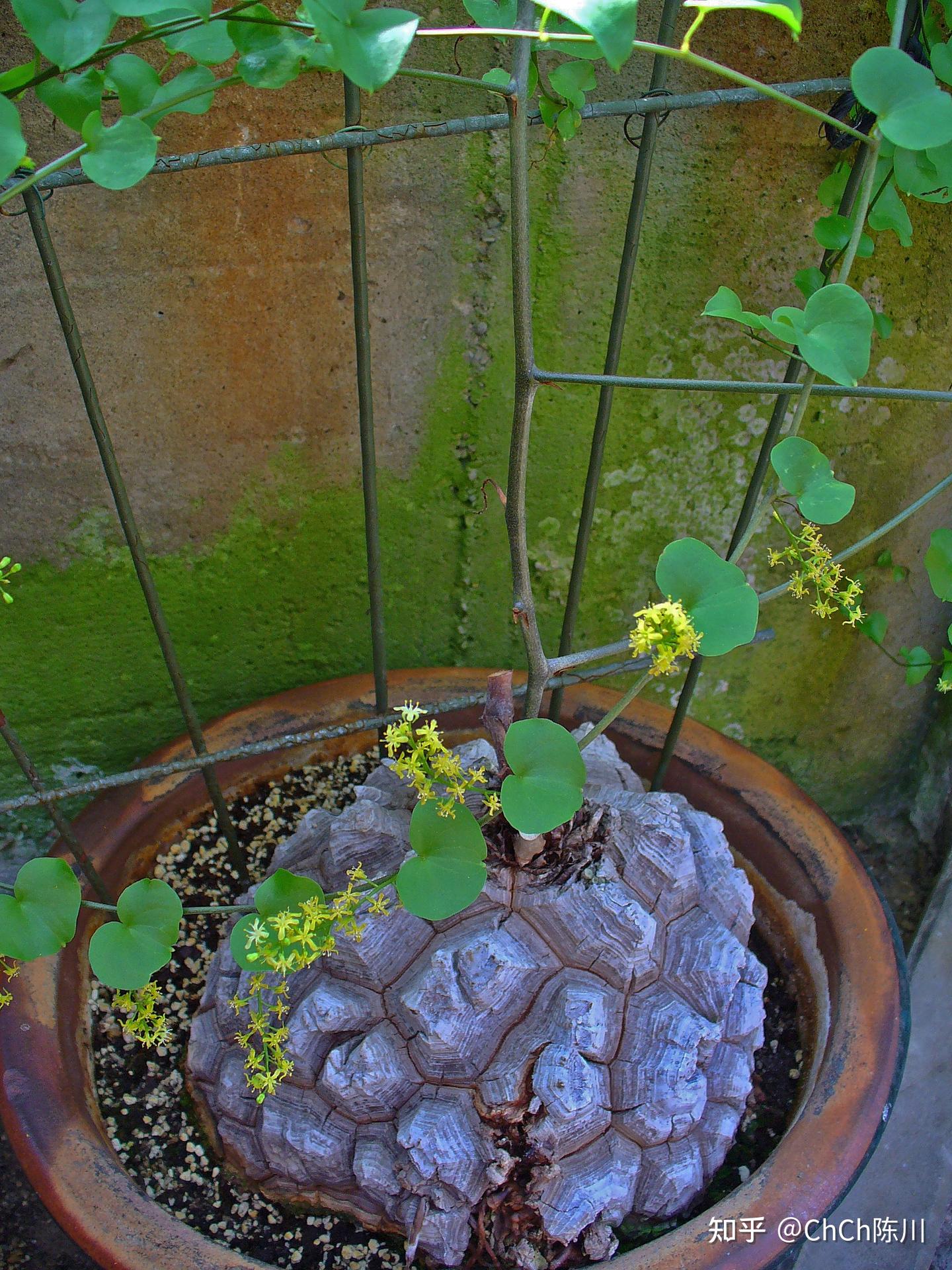多肉植物全图鉴11：薯蓣科（Dioscoreaceae），薯蓣属（Dioscorea） - 知乎