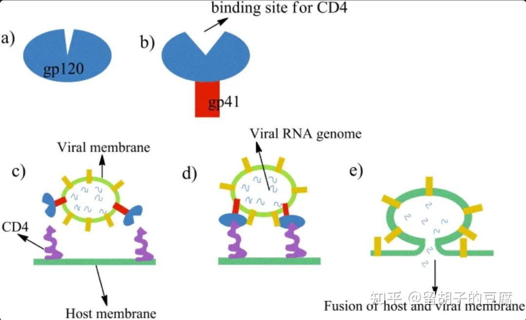 你必须知道的mRNA疫苗5'UTR序列筛选流程 - 知乎