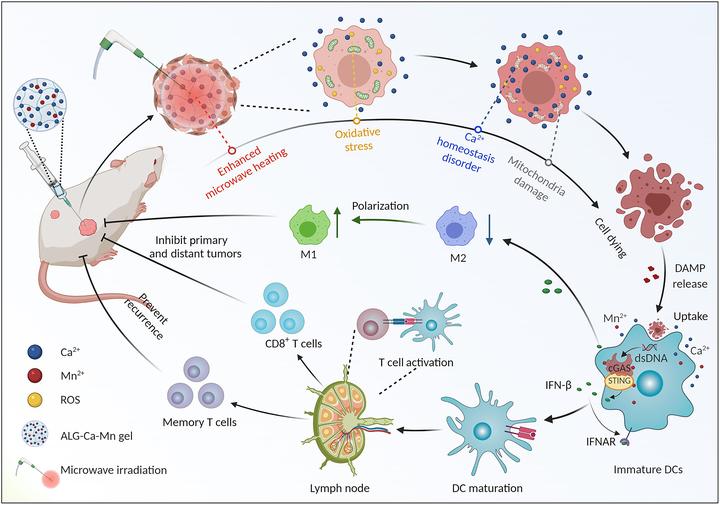 《Sci. Adv.》：金属藻酸盐水凝胶增强微波消融肿瘤的协同治疗效果 - 知乎