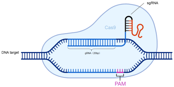 CRISPR/Cas9系统中的crRNA和tracrRNA是什么？ - 知乎