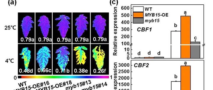【Plant Cell Environ】HY5和MYB15转录因子通过CBF途径正调控番茄的耐寒性 - 知乎