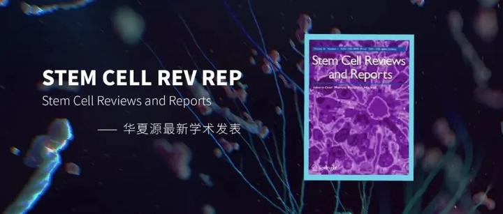 华夏源最新学术发表丨《STEM CELL REV REP》：间充质干细胞治疗Ⅱ型糖尿病新发现 - 知乎