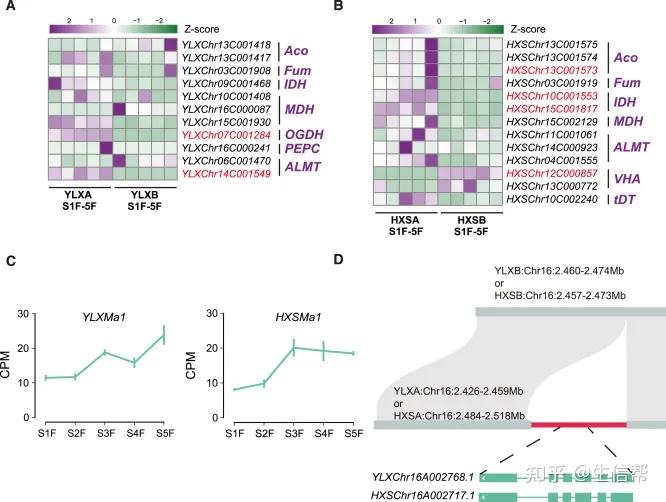 【基因组】梨单倍型T2T 基因组和泛基因组图揭示了等位基因特异性表达的多种模式和果实品质性状的基因组基础 - 知乎
