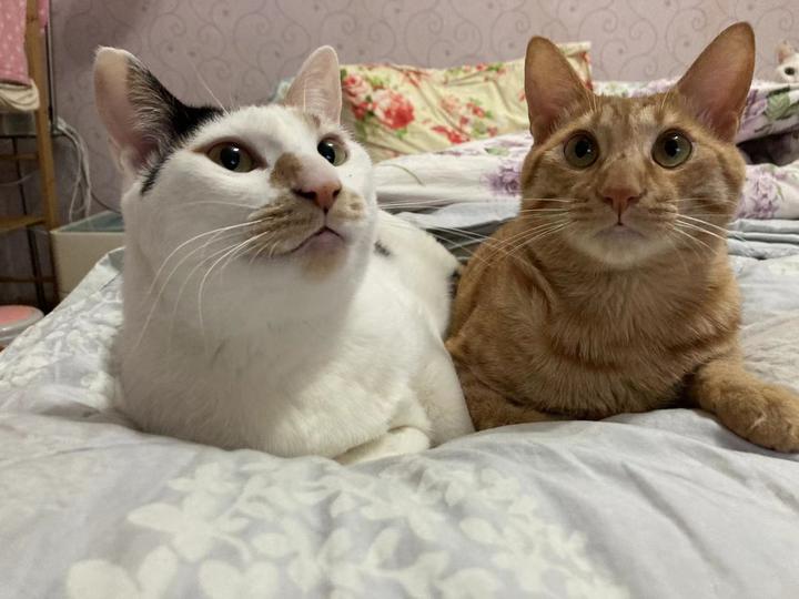 了解单猫综合症 Single Cat Syndrome - 知乎