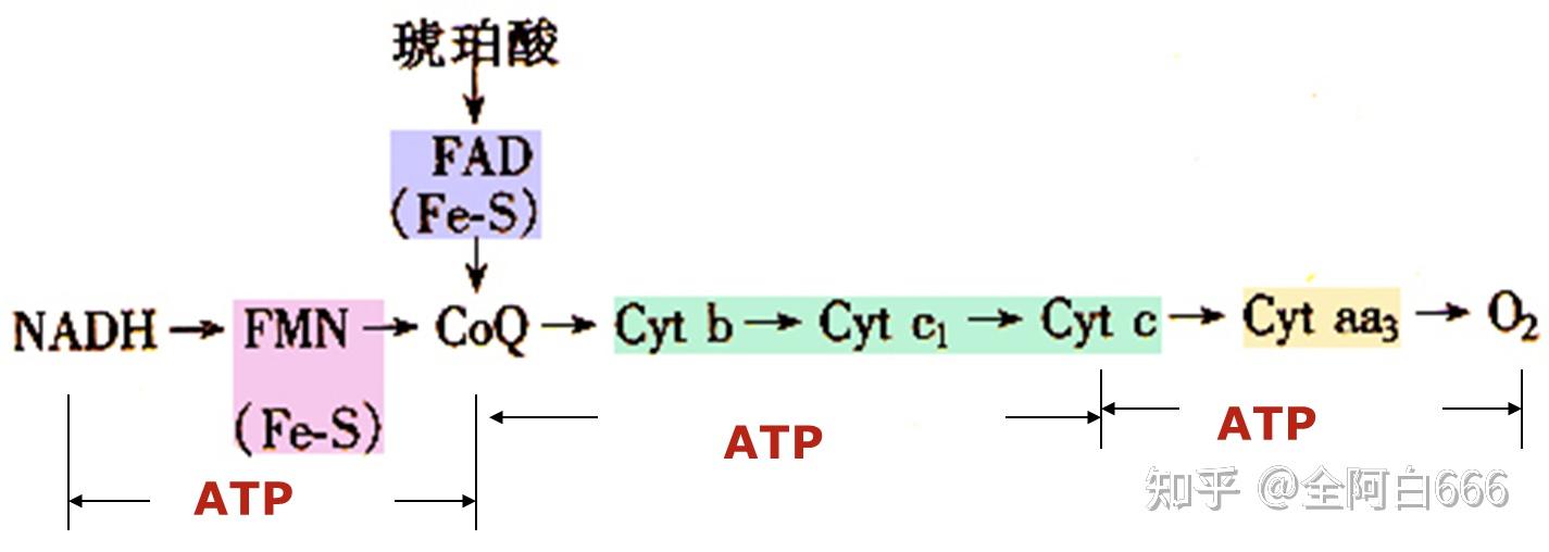 氧化磷酸化 - 知乎