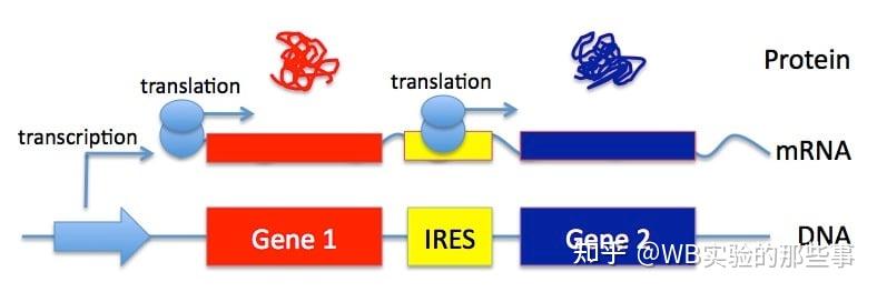 IRES和2A，哪个连接子更好？ - 知乎