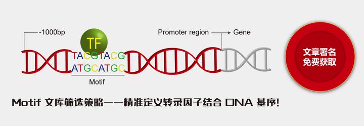 Motif 文库筛选策略——精准定义转录因子结合 DNA 基序！ - 知乎