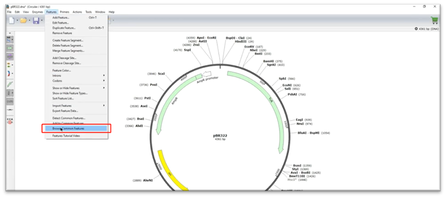 SnapGene学院之旅-注释序列 - 知乎