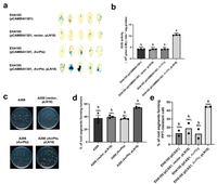 pJOE8999枯草芽孢杆菌CRISPR-Cas9系统基因编辑载体 - 知乎