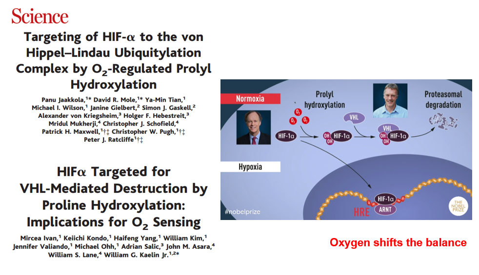 2019诺贝尔生理学或医学奖之HIF-1的发现之旅 - 知乎
