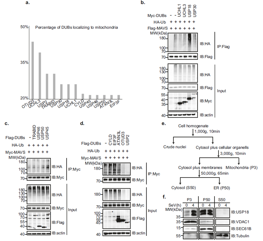 USP18通过促进MAVS的K63连接的多聚泛素化正向调节先天抗病毒免疫 - 知乎